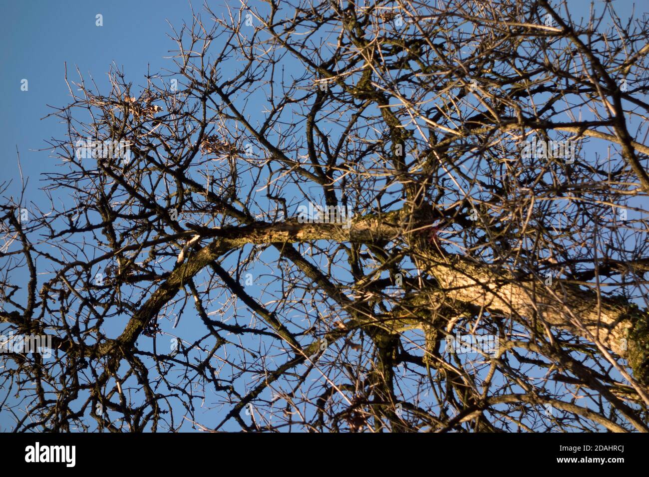 the treetop and leaves of deciduous trees in the nature Stock Photo - Alamy
