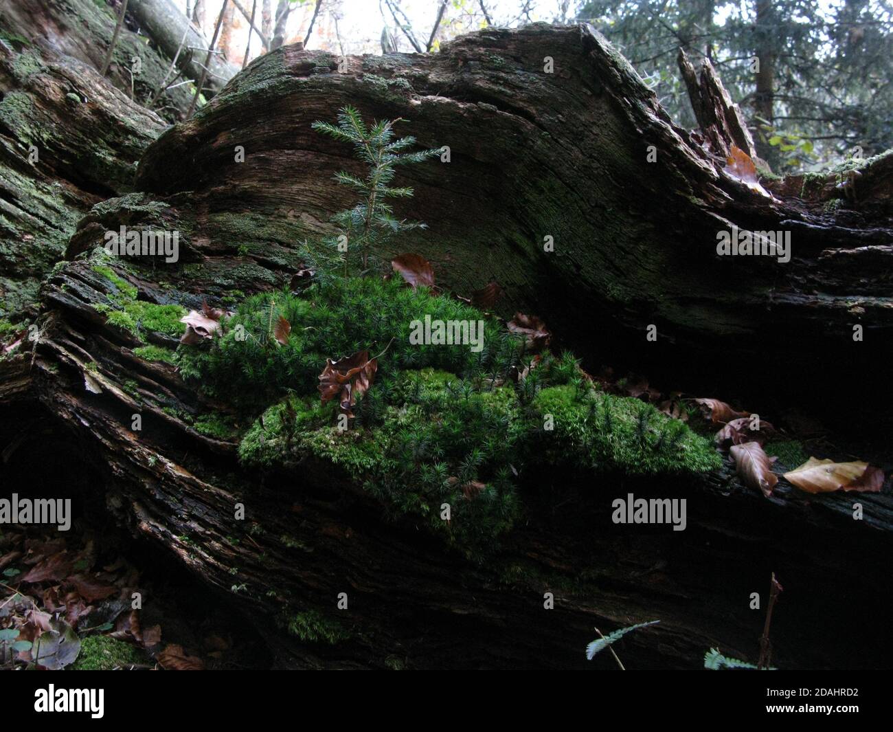 mosses in the forest regulate the water balance, plants in nature Stock ...