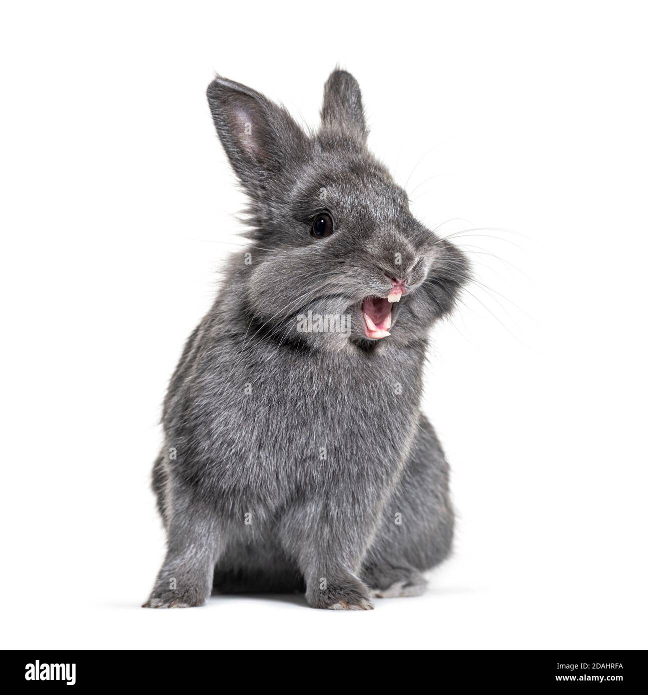 White rabbit teeth Cut Out Stock Images & Pictures - Alamy