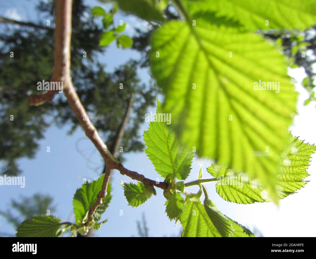 the treetop and leaves of deciduous trees in the nature Stock Photo - Alamy