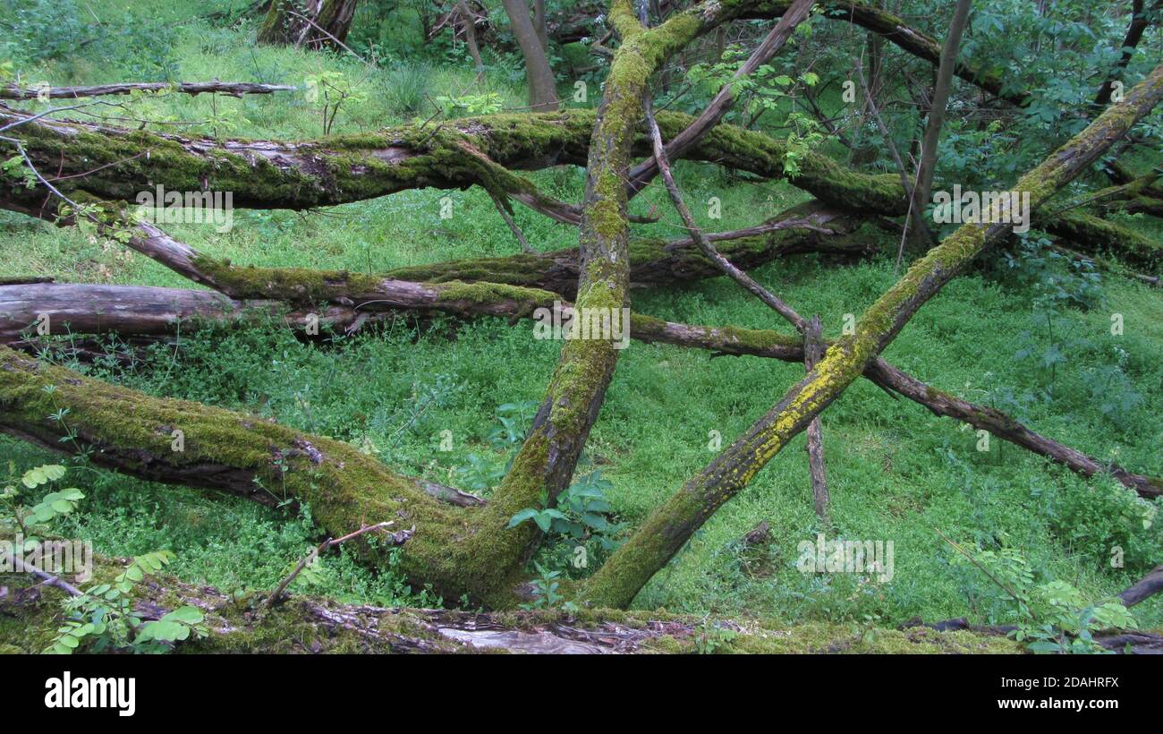 deadwood in the forest caused by the wood decay fungus Stock Photo - Alamy