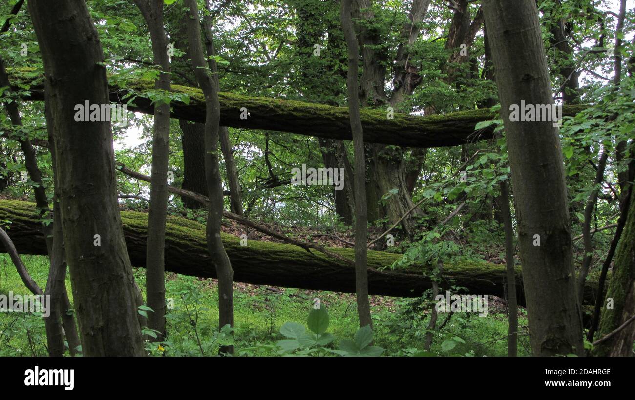deadwood in the forest caused by the wood decay fungus Stock Photo - Alamy