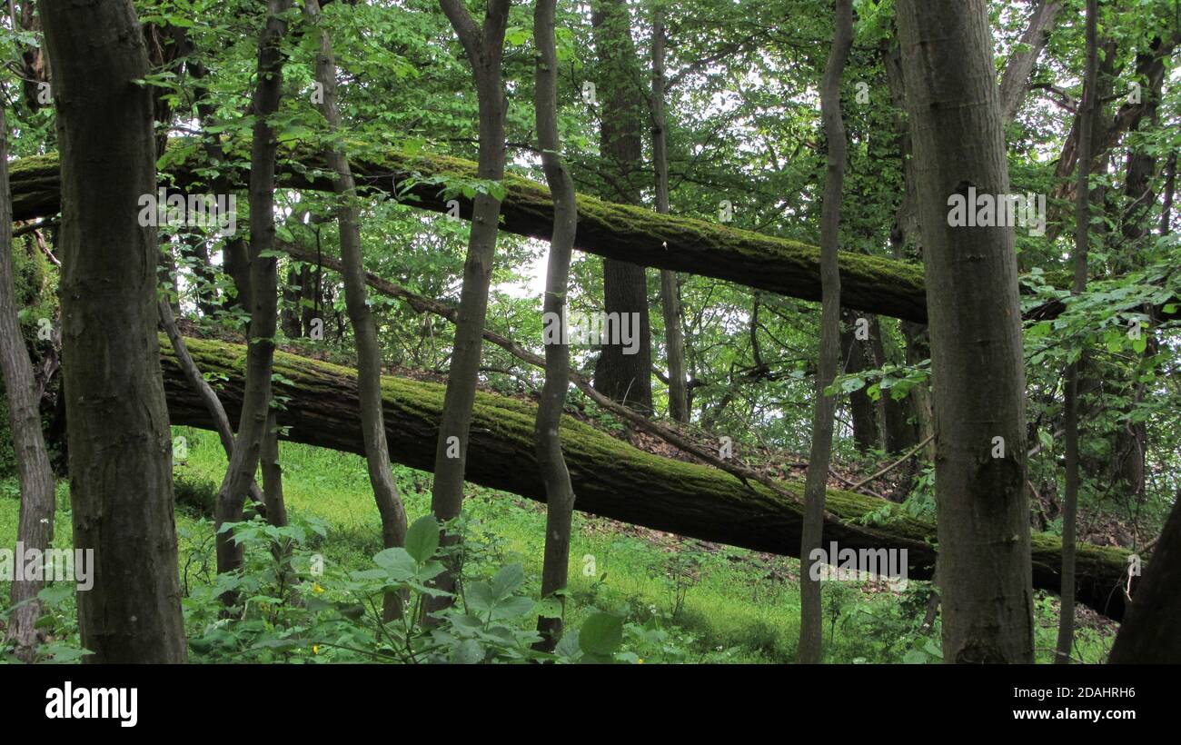 deadwood in the forest caused by the wood decay fungus Stock Photo - Alamy