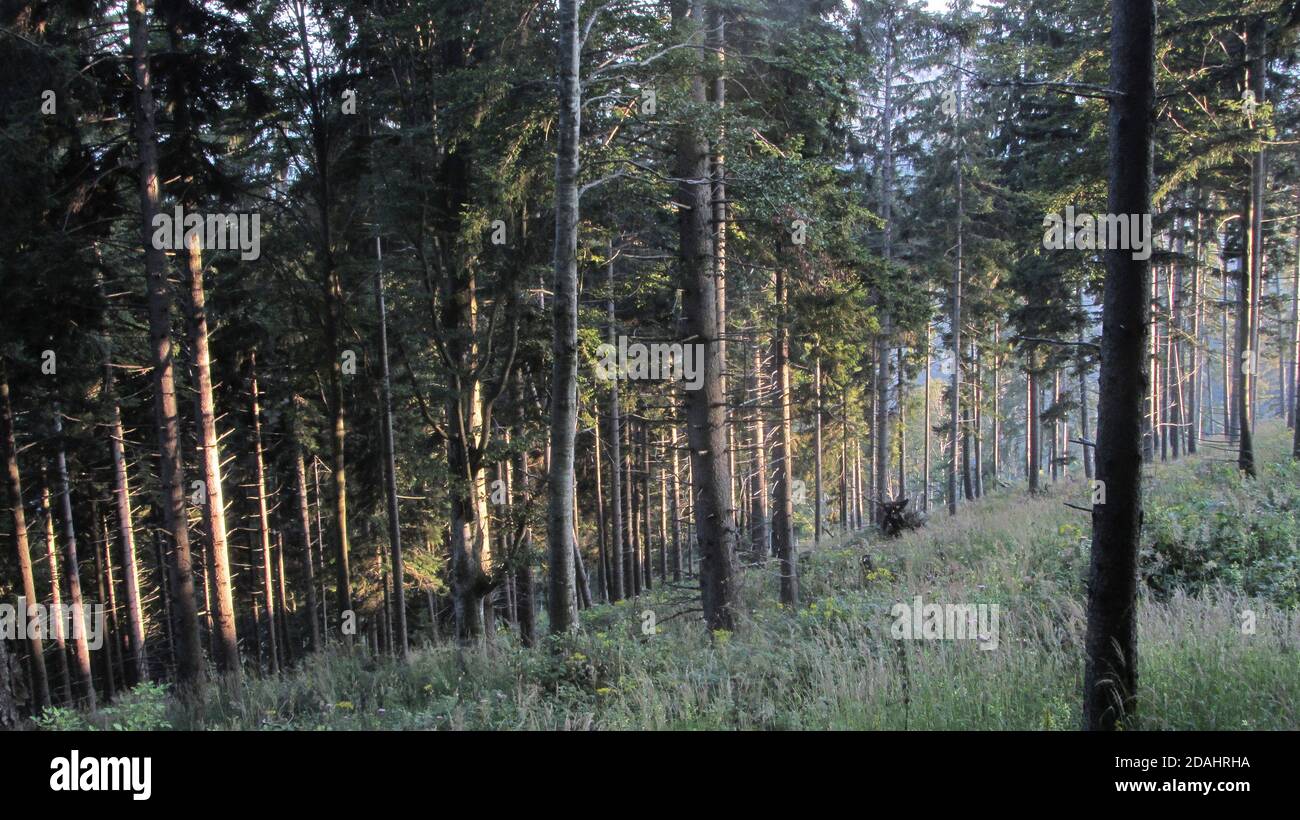 Lack of biodiversity hi-res stock photography and images - Alamy