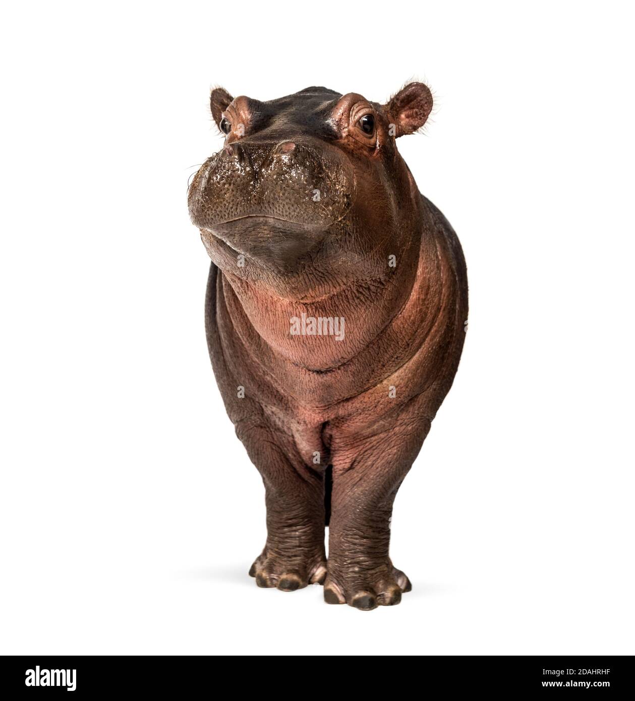 Hippo calf, 3 months old, isolated, Hippopotamus amphibius Stock Photo ...