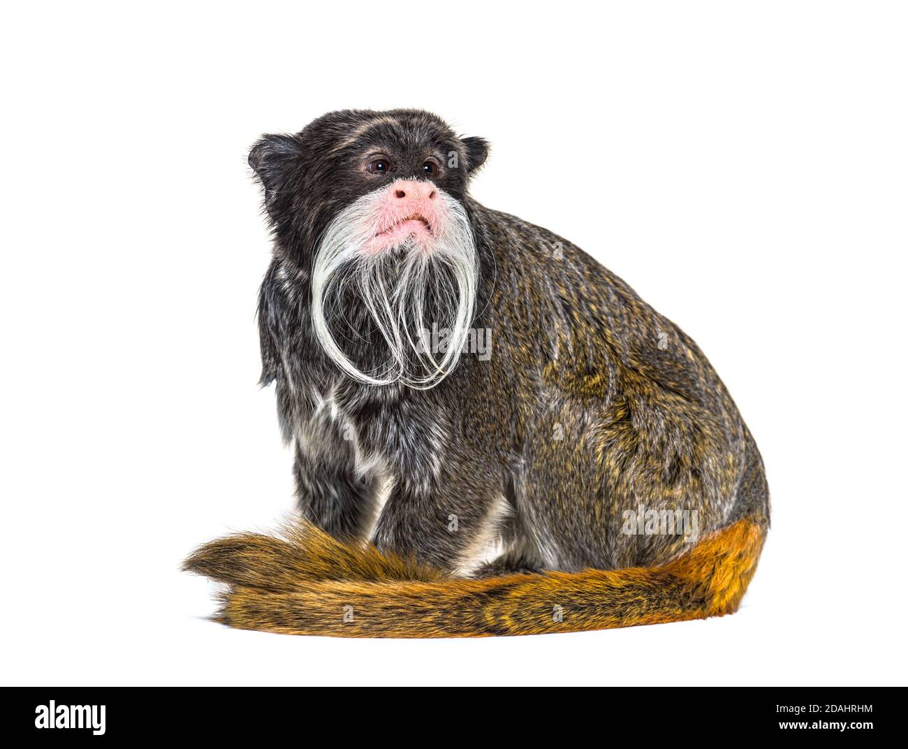 Emperor Tamarin Pet