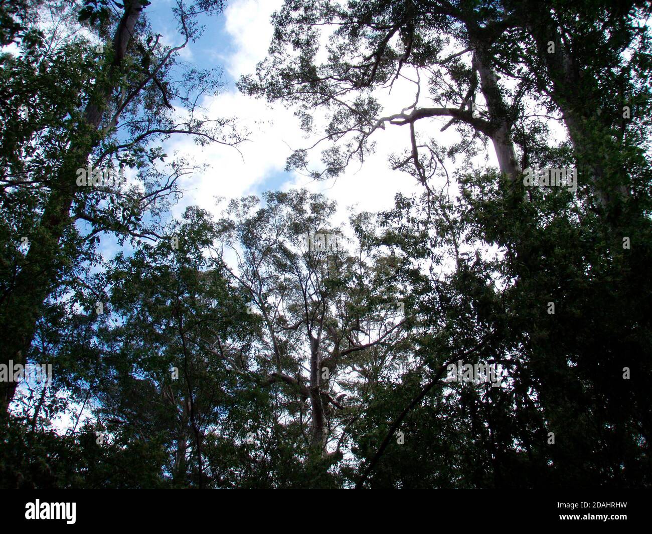 the treetop and leaves of deciduous trees in the nature Stock Photo - Alamy