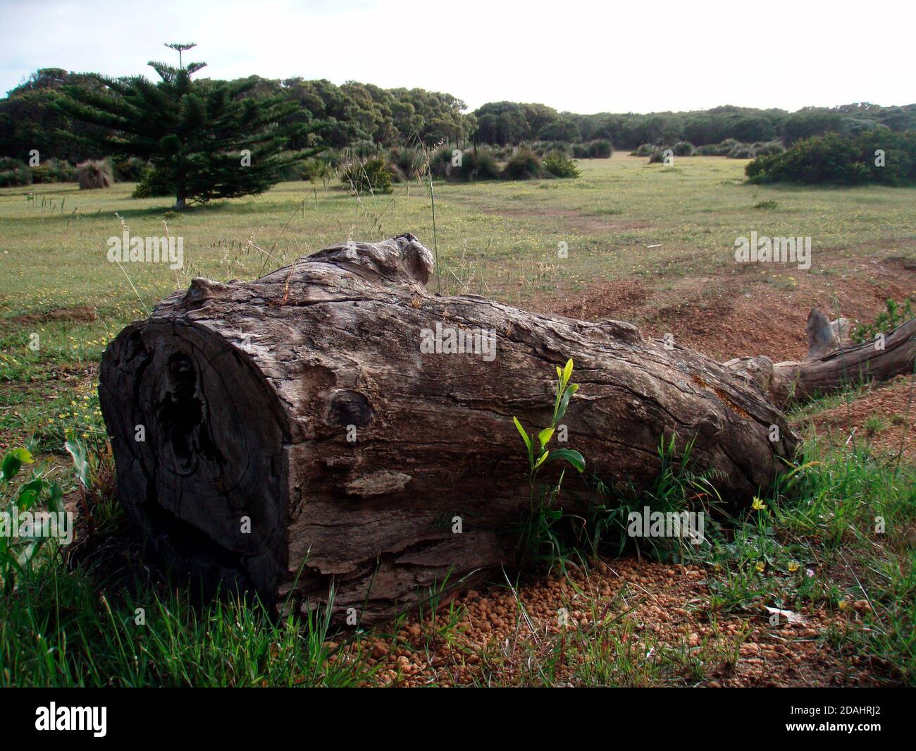 deadwood in the forest caused by the wood decay fungus Stock Photo - Alamy
