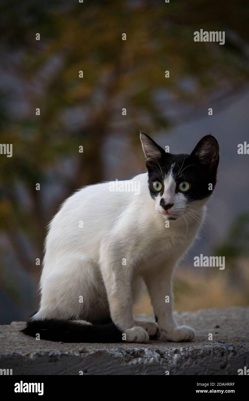 Cat crete hi-res stock photography and images - Alamy
