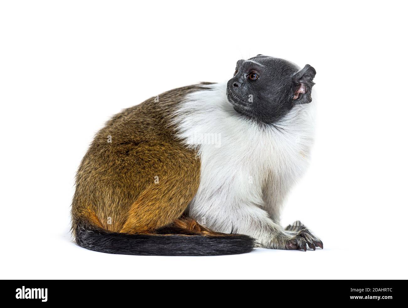 Pied tamarin, Saguinus bicolor, isolated on white Stock Photo - Alamy