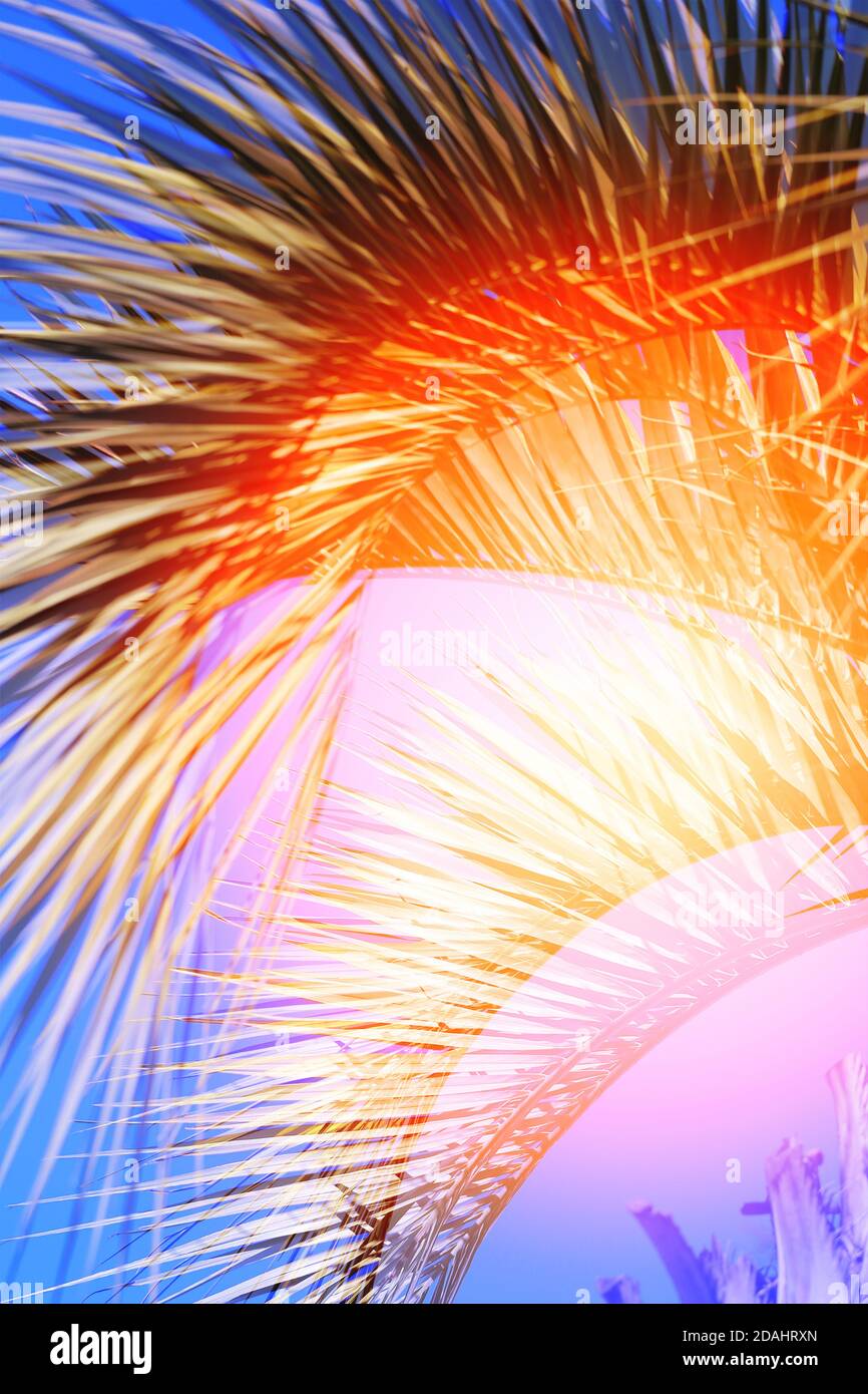 Retro photo color tropical palm trees in the South Stock Photo - Alamy