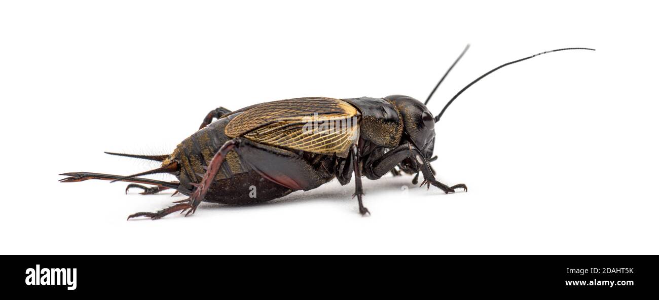 Female field cricket, isolated on white Stock Photo - Alamy