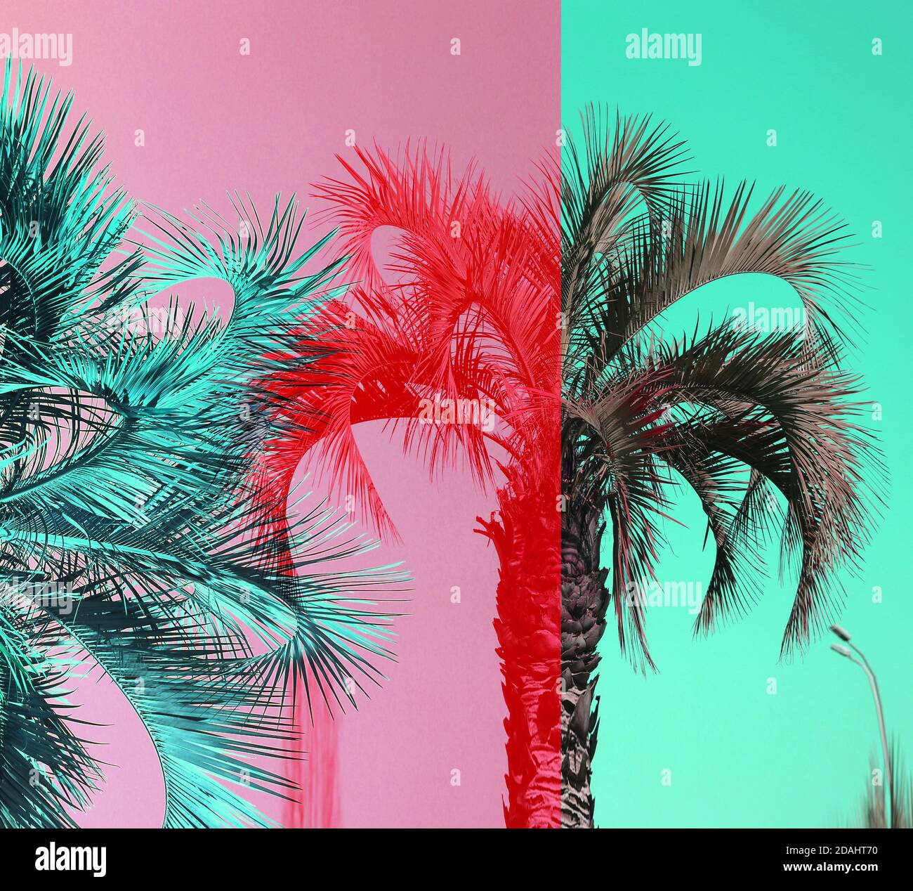 Retro photo color tropical palm trees in the South Stock Photo - Alamy