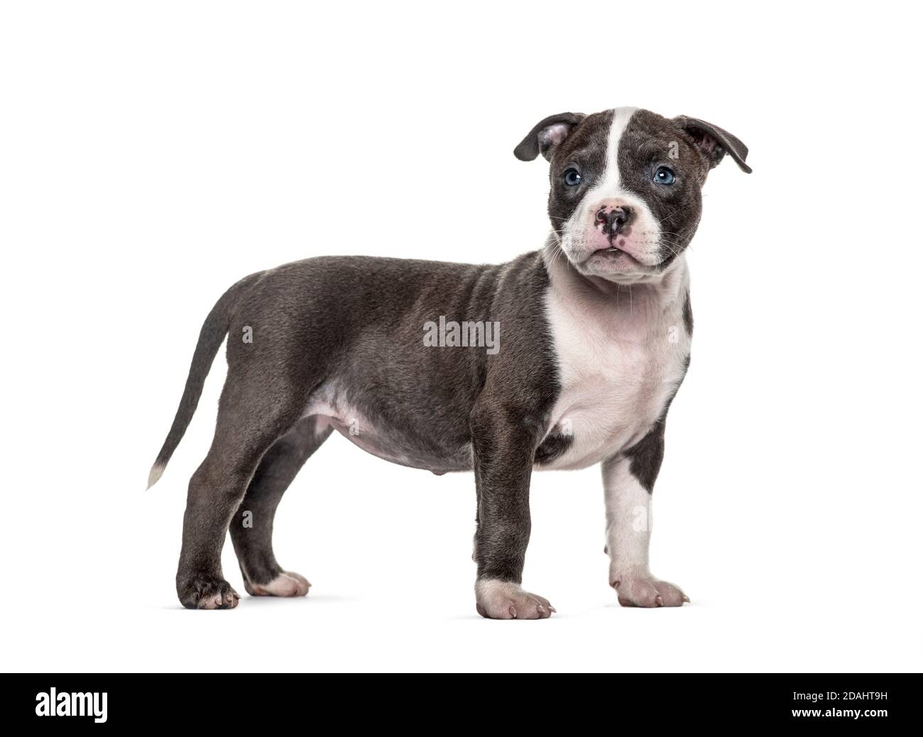 Side view of a young puppy American Bully standing, isolated Stock ...