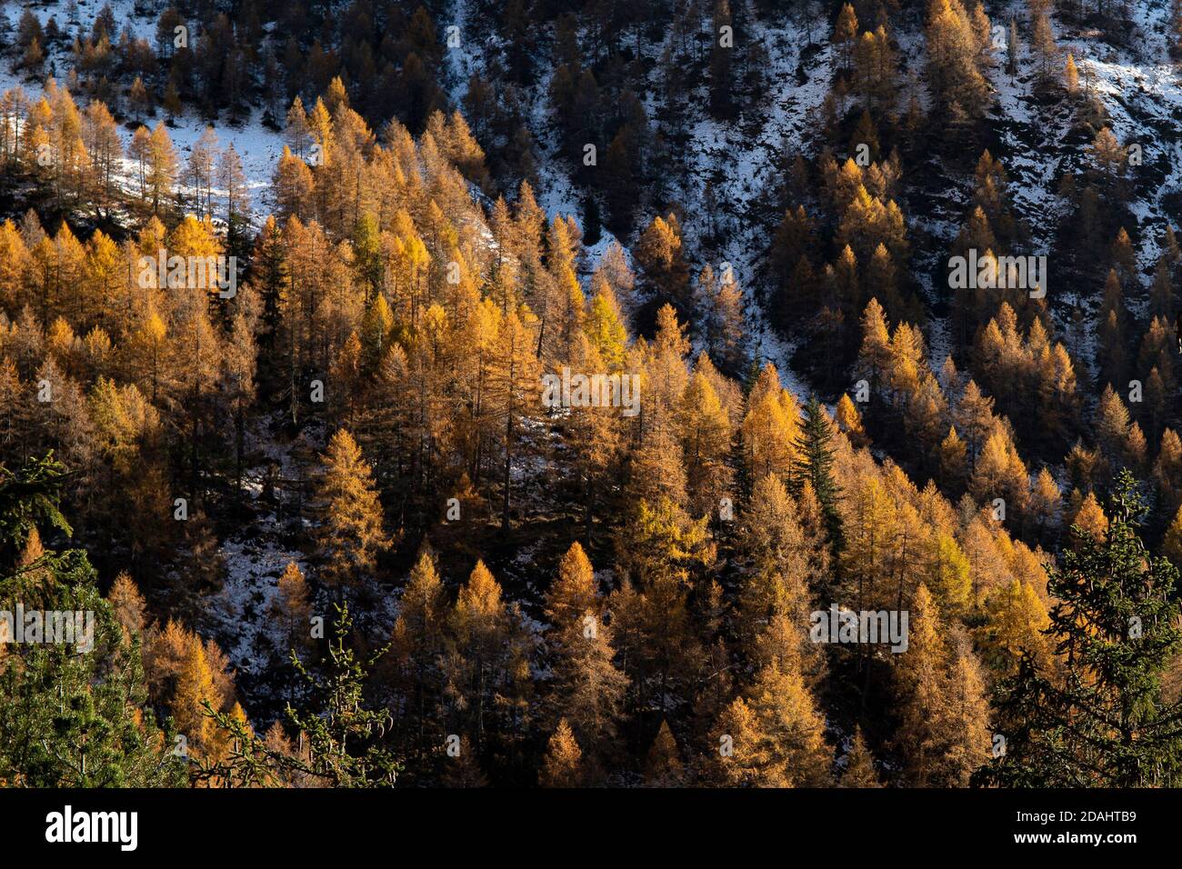 Mountain view with orange larches trees foliage in late autumn, with ...