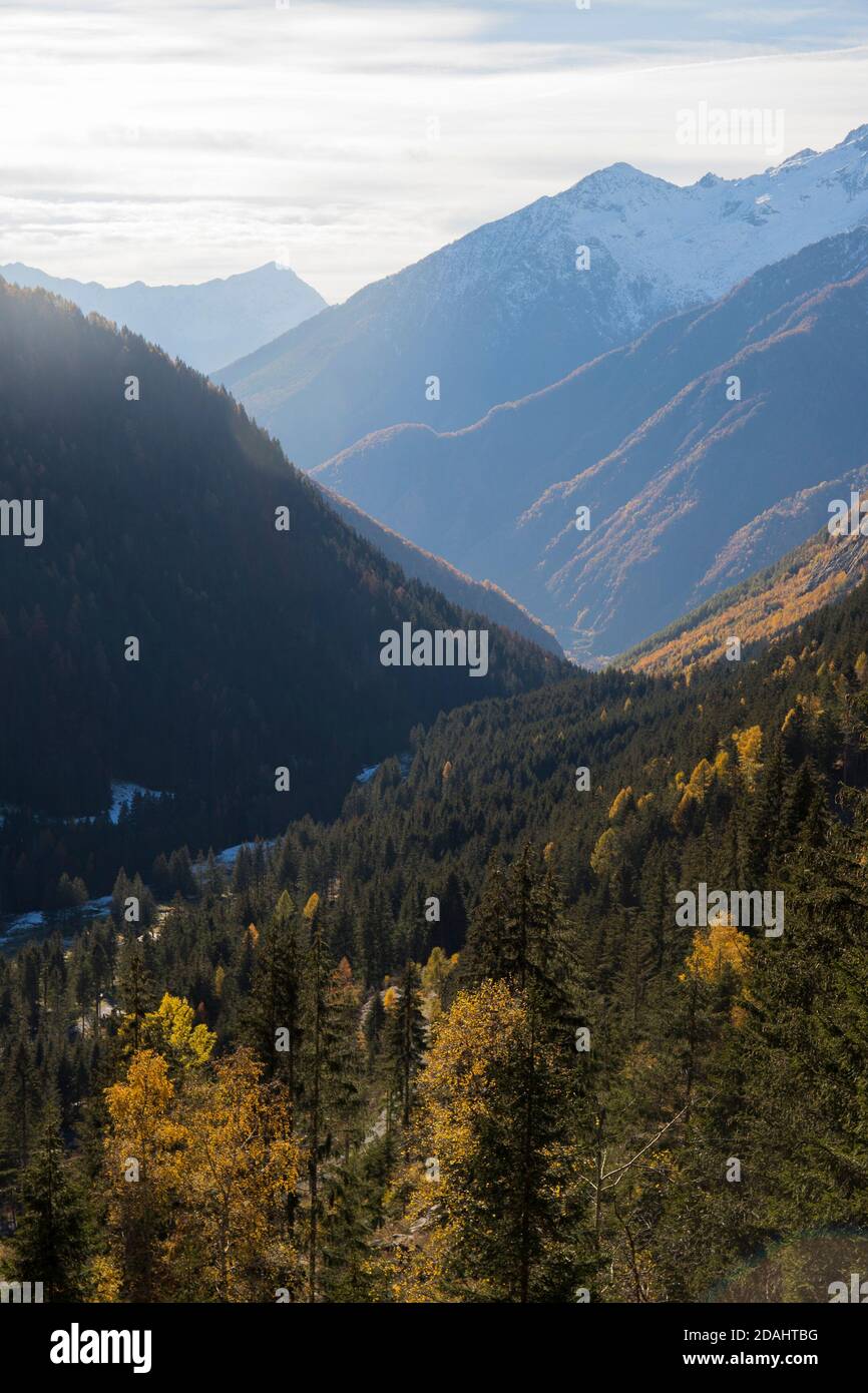 Mountain valley view with orange larches and green pine trees in late ...