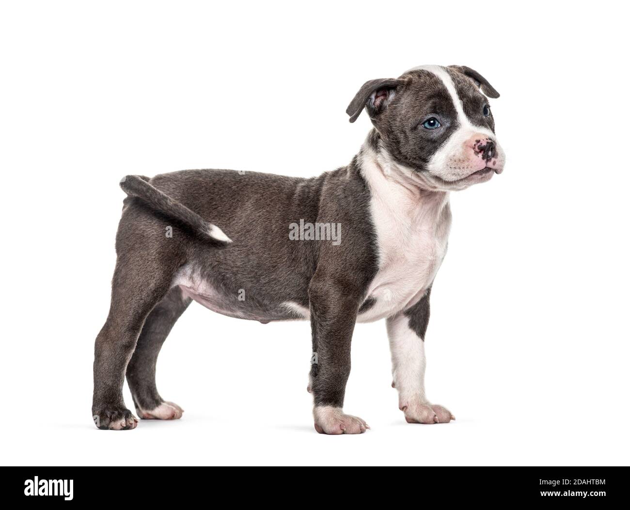 Side view of a young puppy American Bully standing, isolated Stock ...