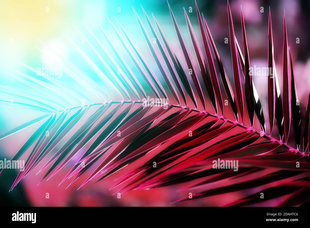 Retro photo color tropical palm trees in the South Stock Photo - Alamy