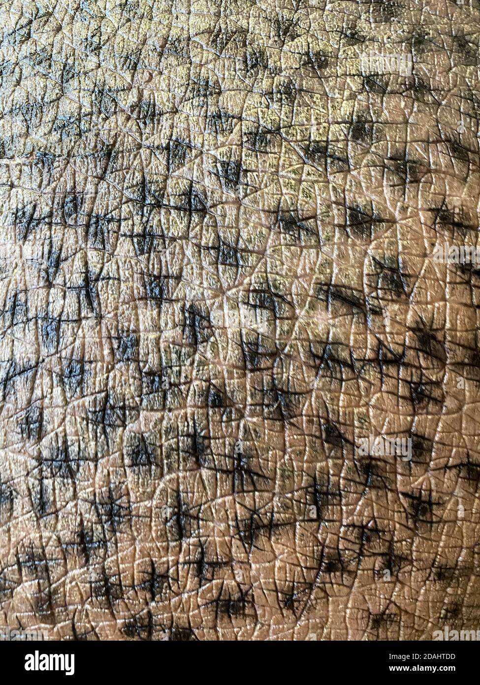 Hippo skin hi-res stock photography and images - Alamy