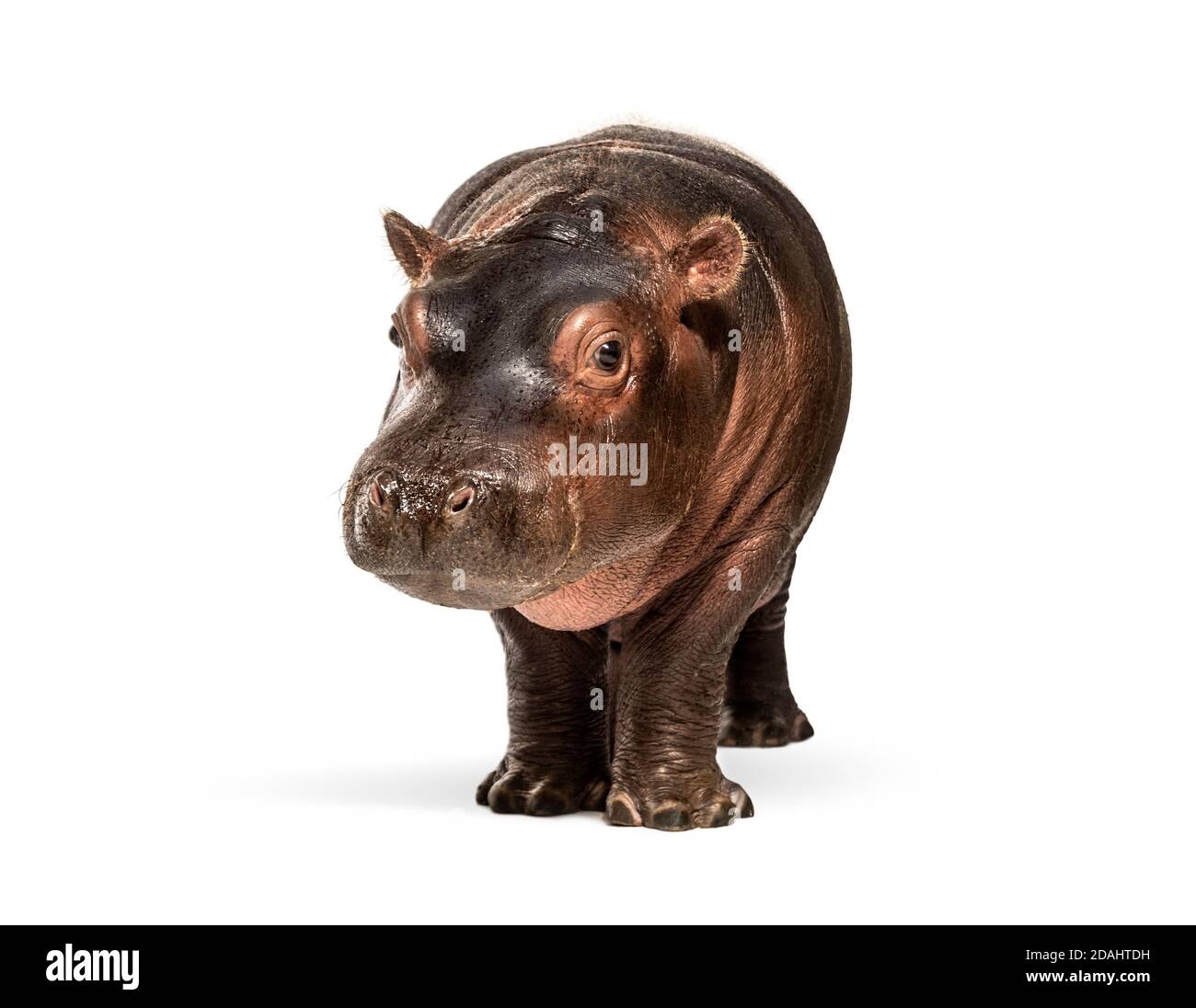 Hippo calf, 3 months old, isolated, Hippopotamus amphibius Stock Photo ...