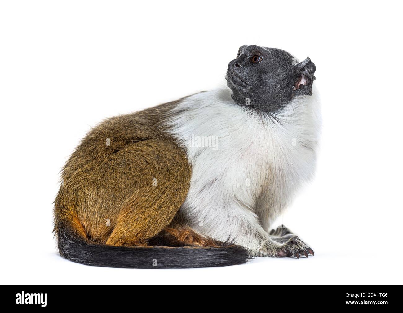 Pied tamarin, Saguinus bicolor, isolated on white Stock Photo - Alamy