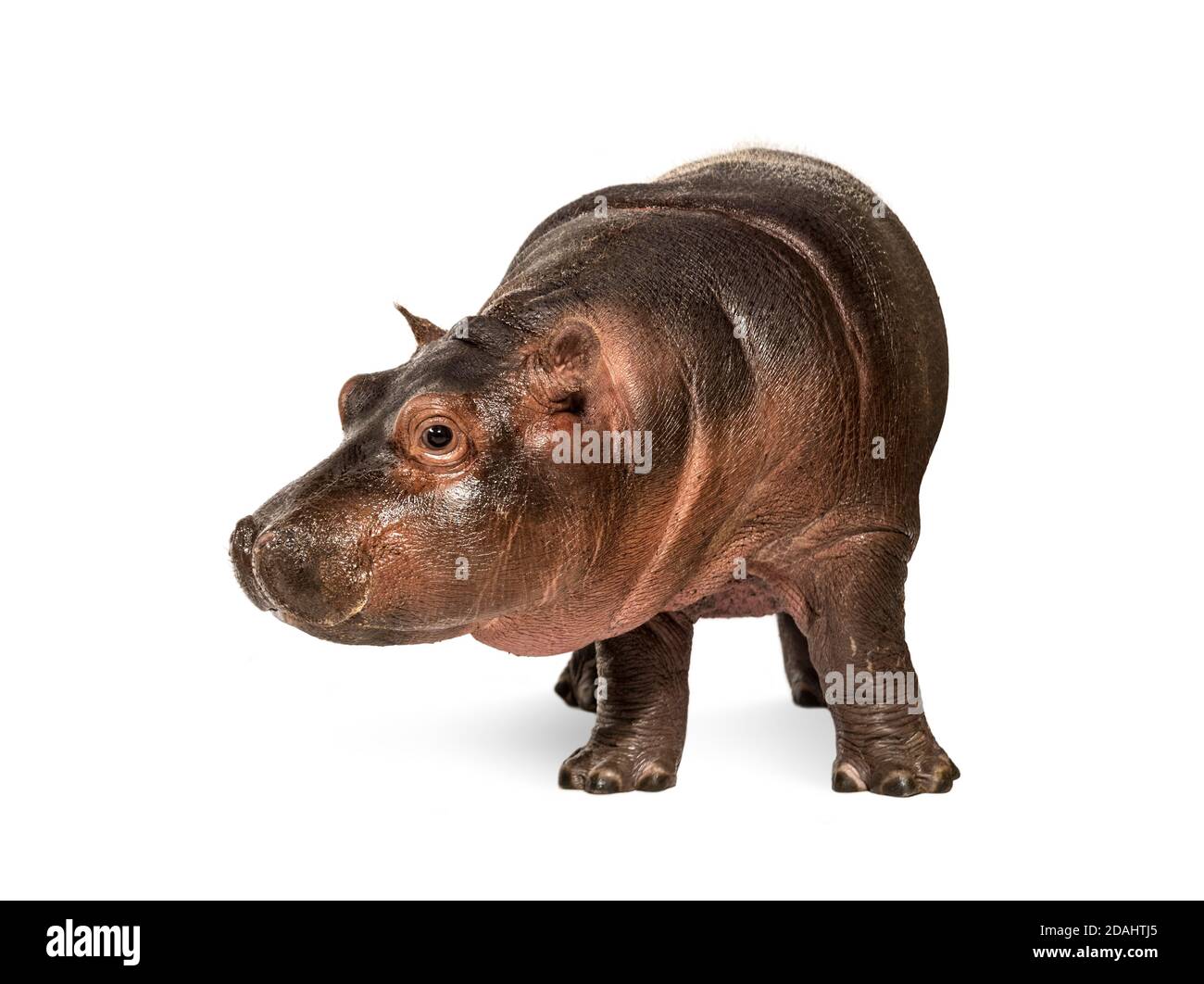 Hippo calf, 3 months old, isolated, Hippopotamus amphibius Stock Photo ...