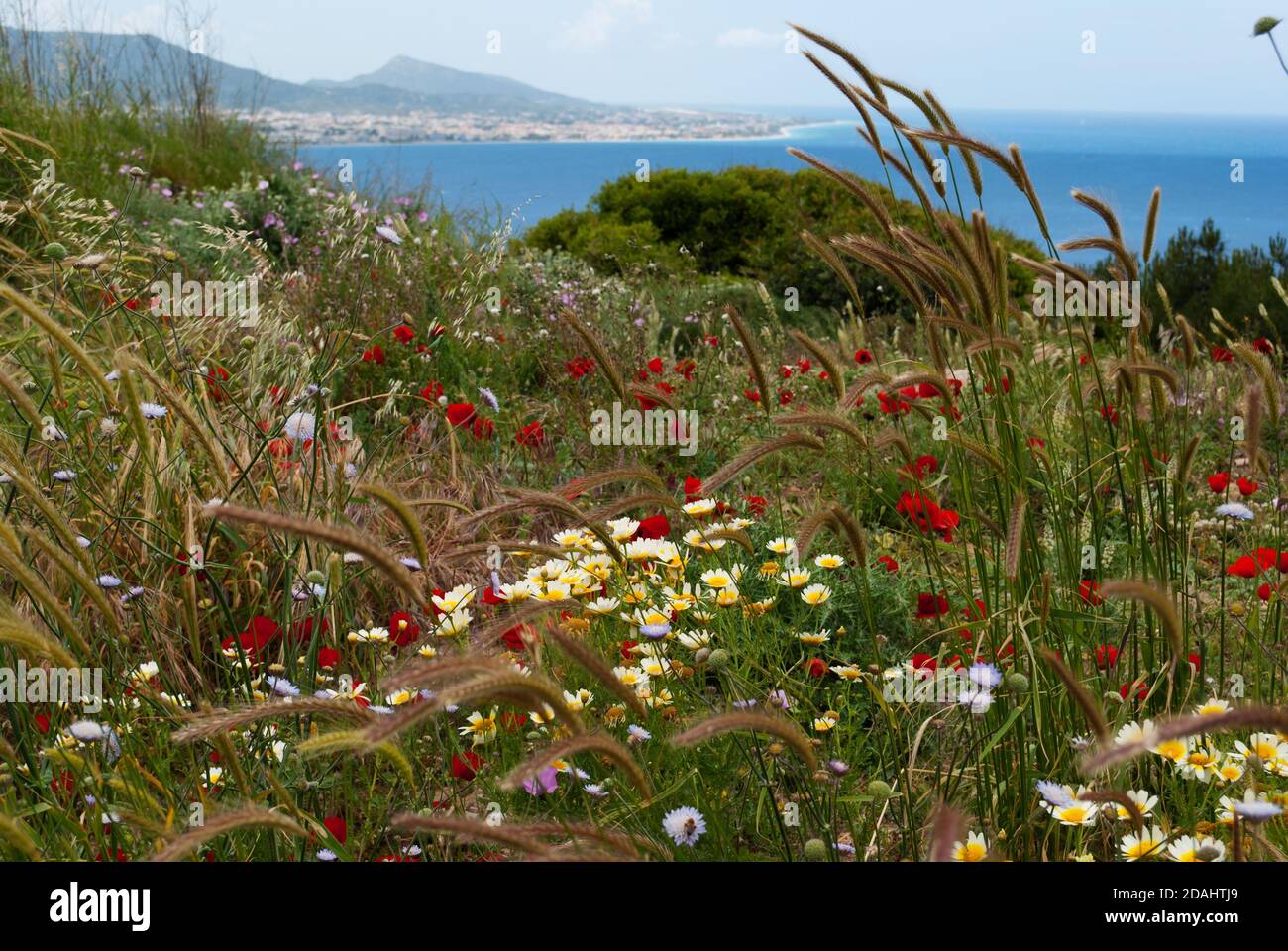 Vegetation of the island of Rhodes in Greece Stock Photo - Alamy