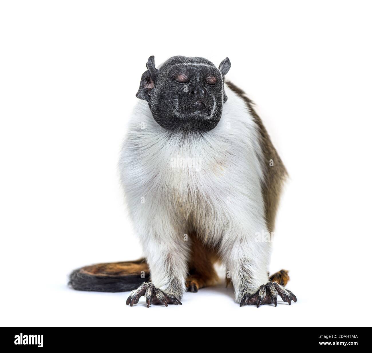 Pied tamarin, Saguinus bicolor, isolated on white Stock Photo - Alamy