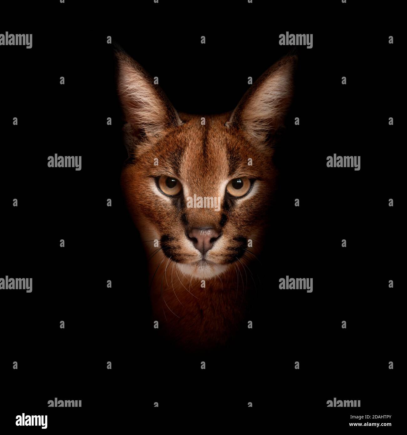 Close-up of Caracal, Caracal caracal in front of blackwhite background ...