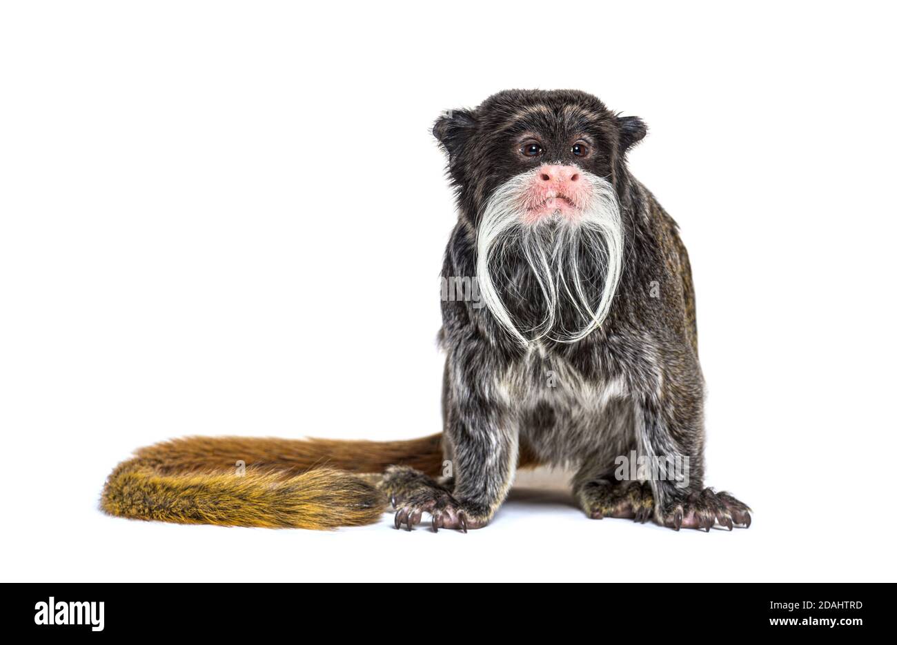 Emperor tamarin, Saguinus imperator, isolated on white Stock Photo - Alamy