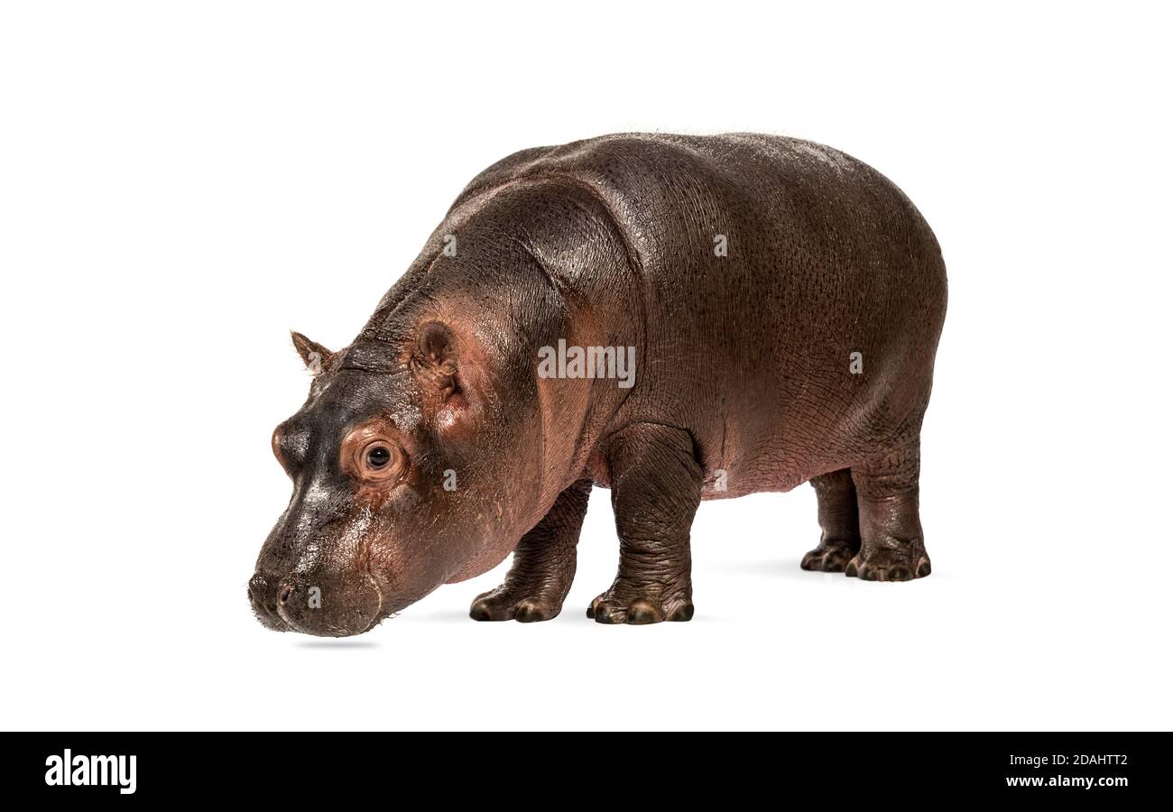 Hippo calf, 3 months old, isolated, Hippopotamus amphibius Stock Photo ...
