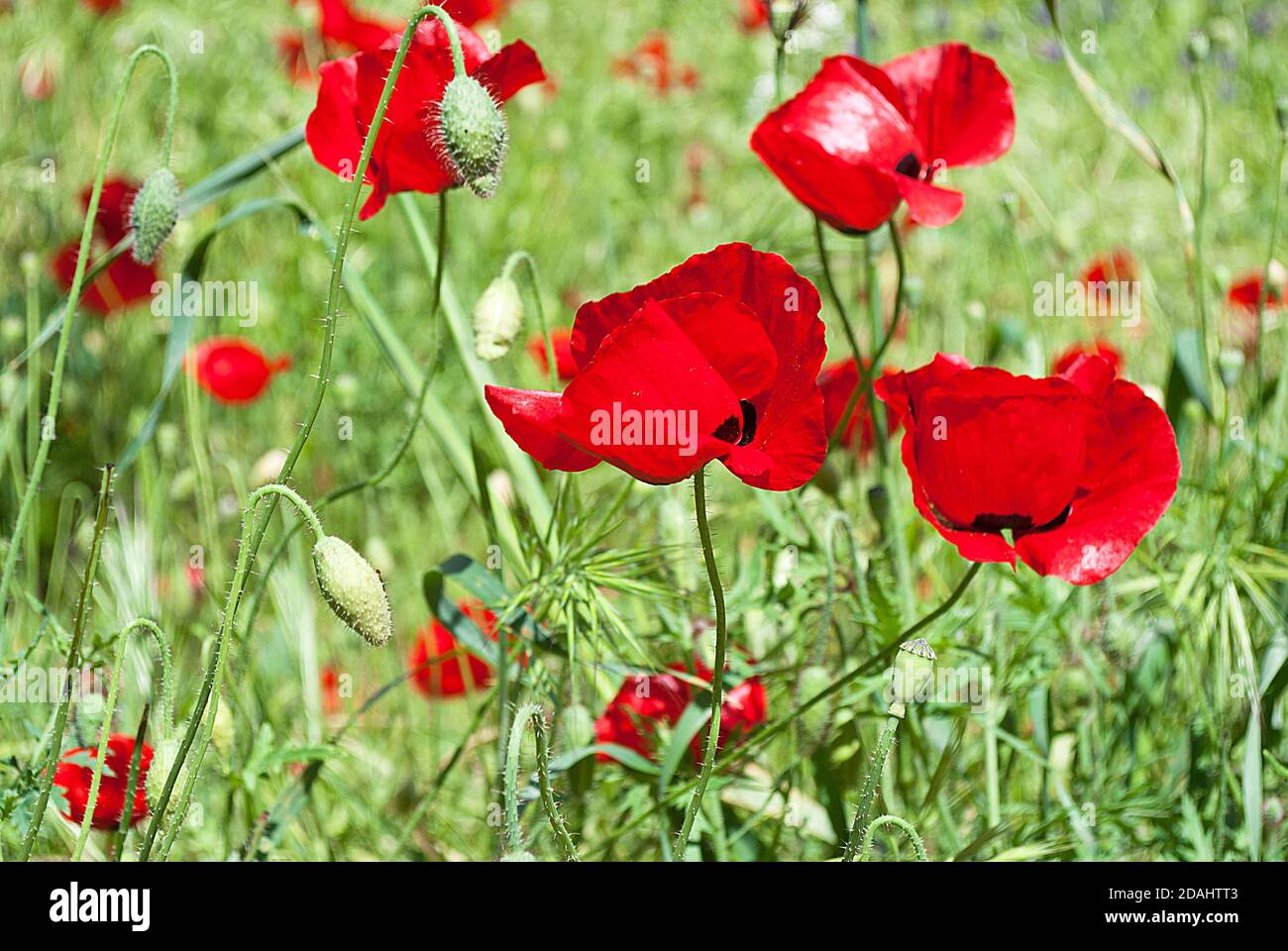 Poppies in the grass hi-res stock photography and images - Alamy
