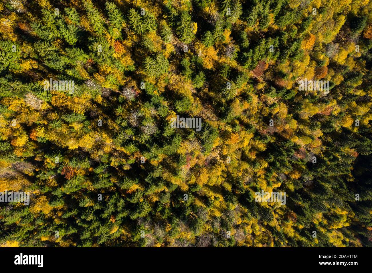 Aerial full frame background of colorful autumn forest canopy by drone ...