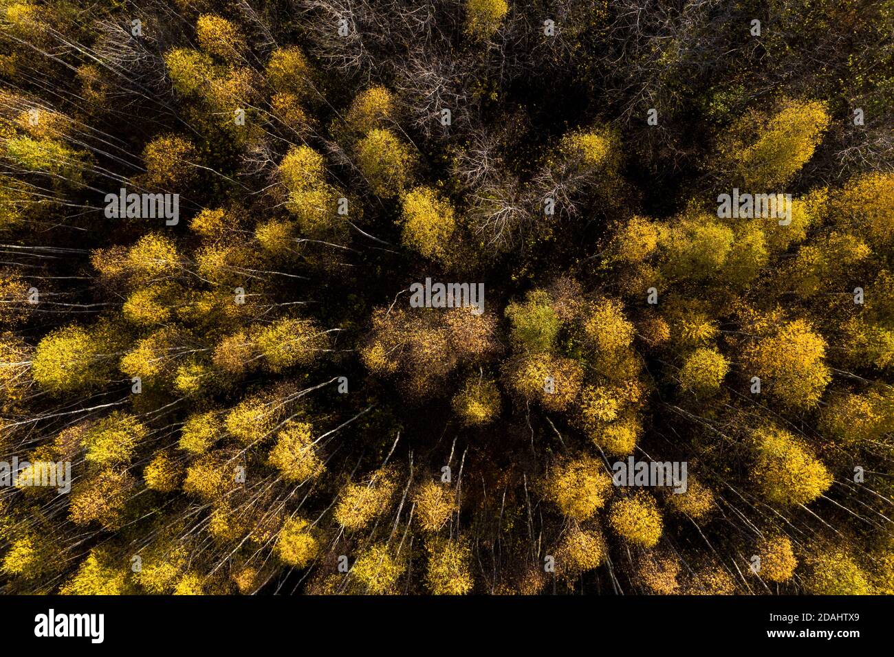 Full frame aerial view of yellow birch tree forest canopy by drone ...