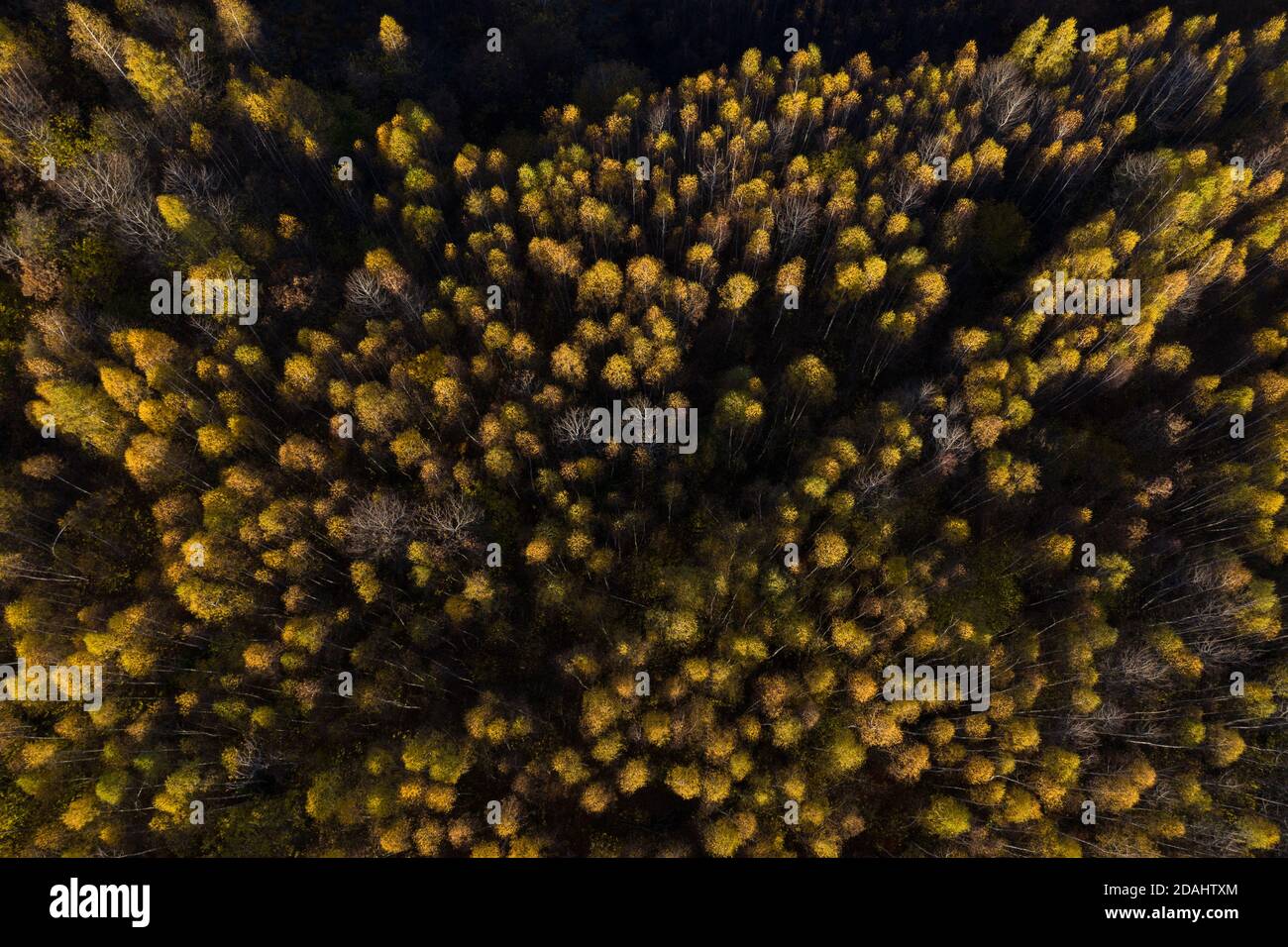 Full frame aerial view of yellow birch tree forest canopy by drone ...