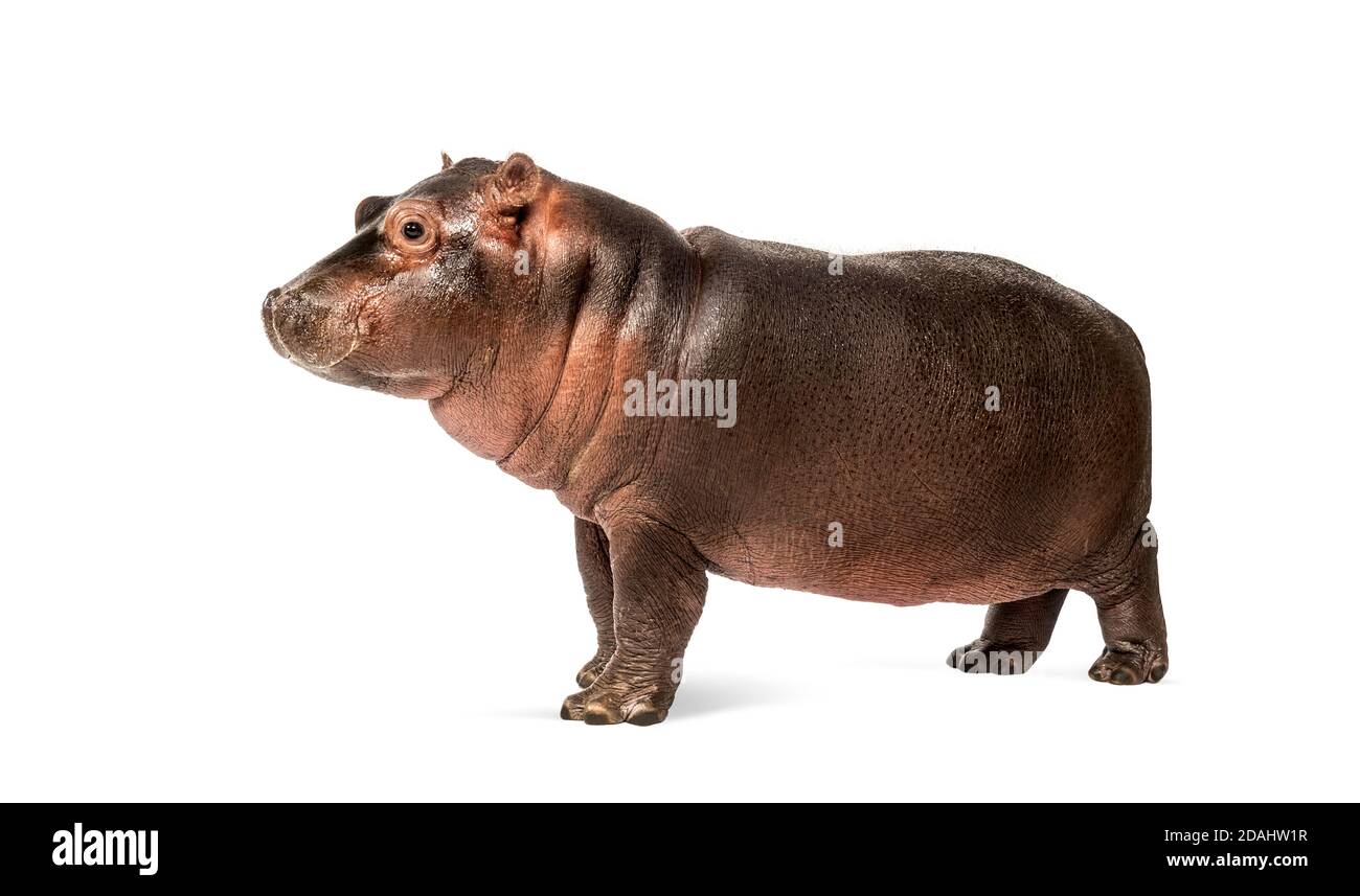 Hippo calf, 3 months old, isolated, Hippopotamus amphibius Stock Photo ...