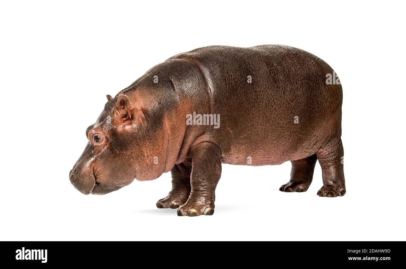 Hippo calf, 3 months old, isolated, Hippopotamus amphibius Stock Photo ...