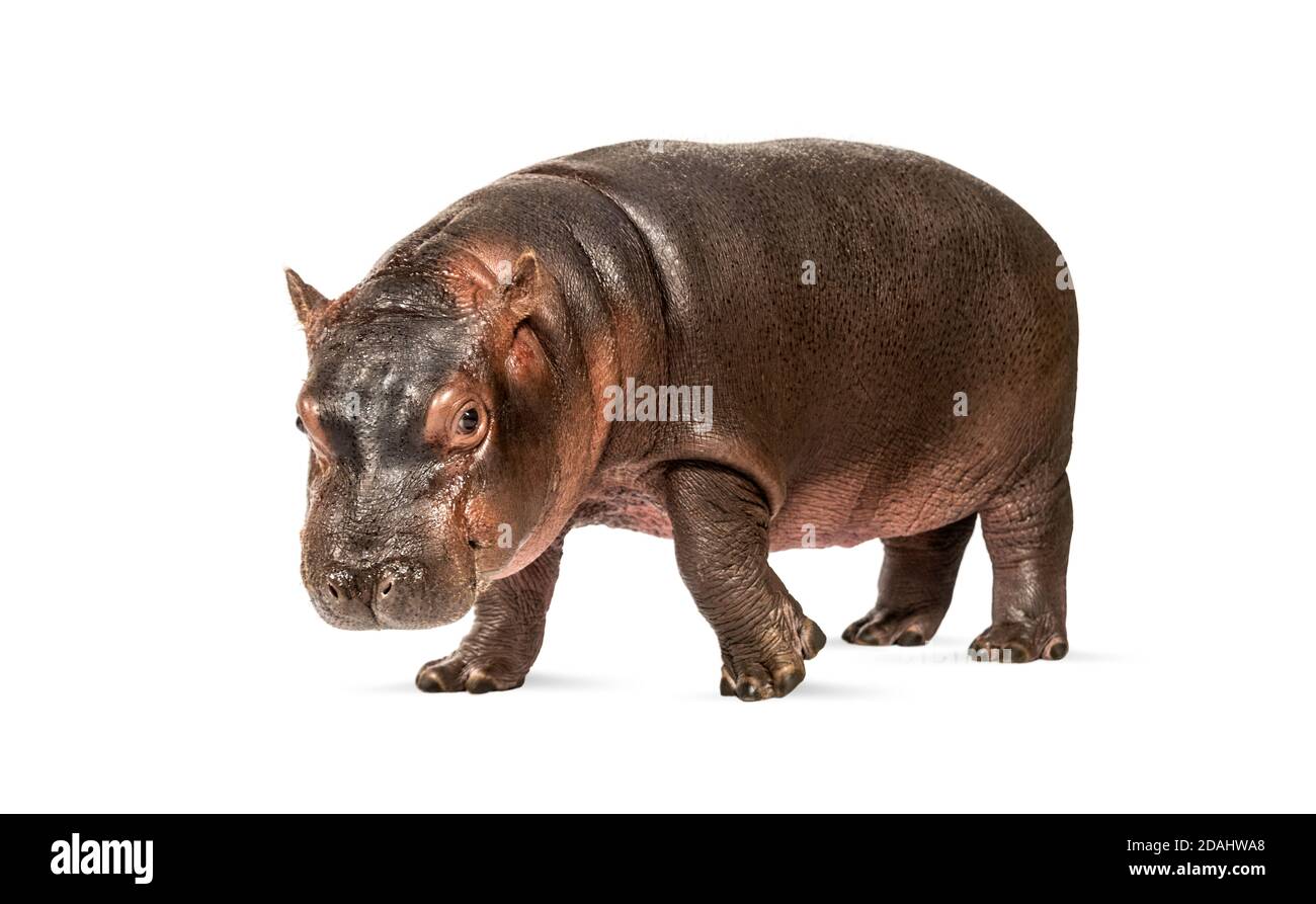 Hippo calf, 3 months old, isolated, Hippopotamus amphibius Stock Photo ...
