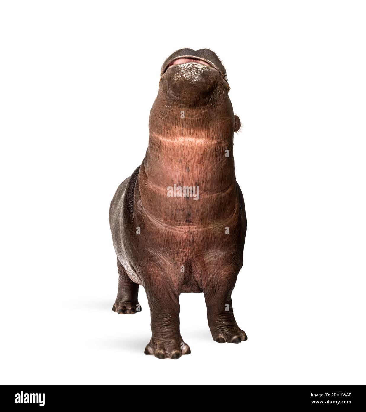 Hippo calf, 3 months old, isolated, Hippopotamus amphibius Stock Photo ...