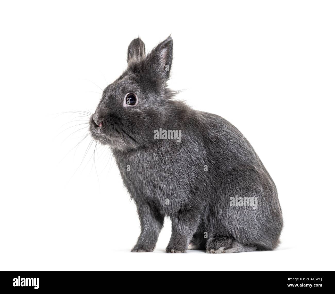 Little grey rabbit Cut Out Stock Images & Pictures - Alamy
