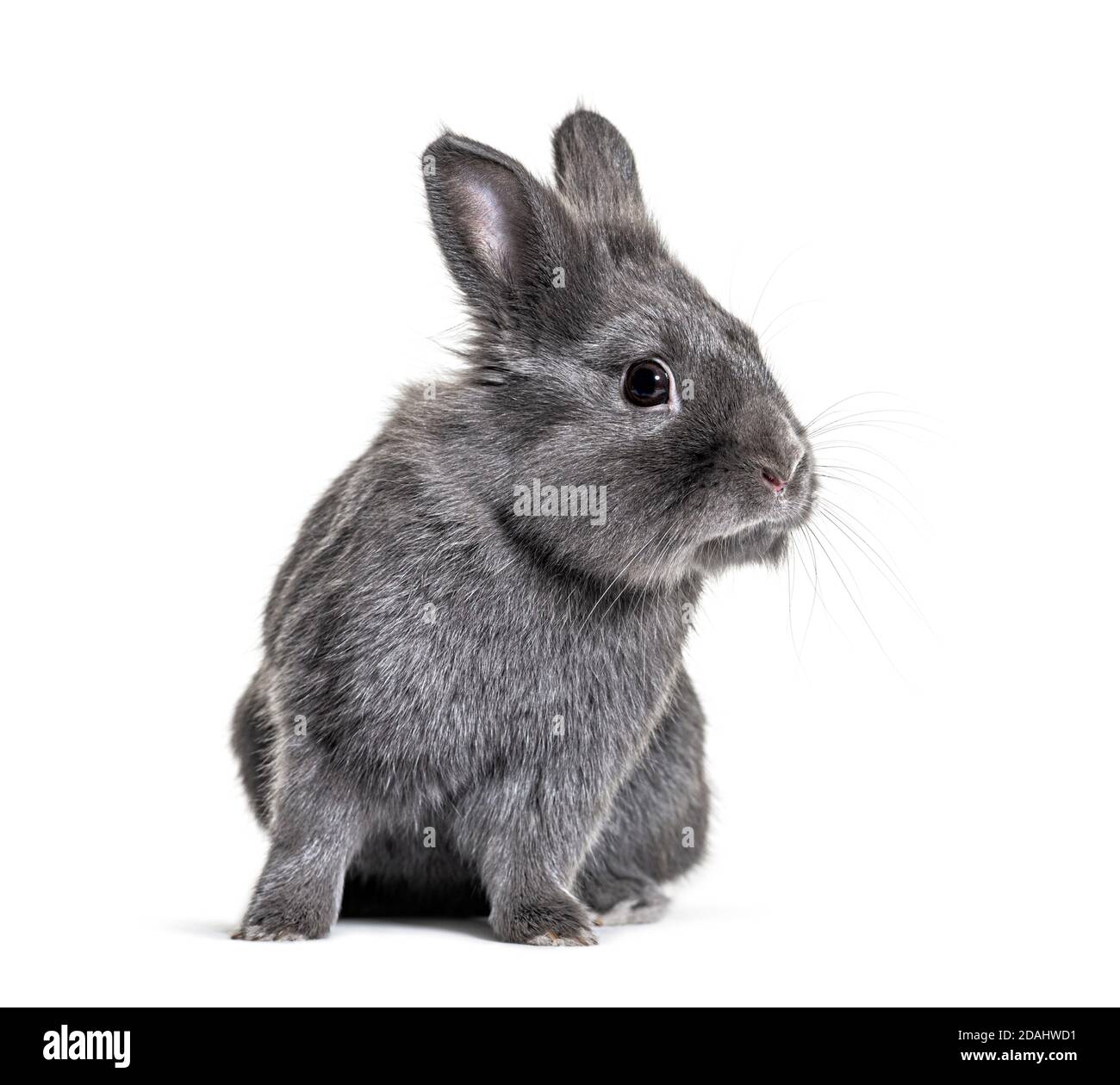 Grey young rabbit standing in front, isolated Stock Photo - Alamy