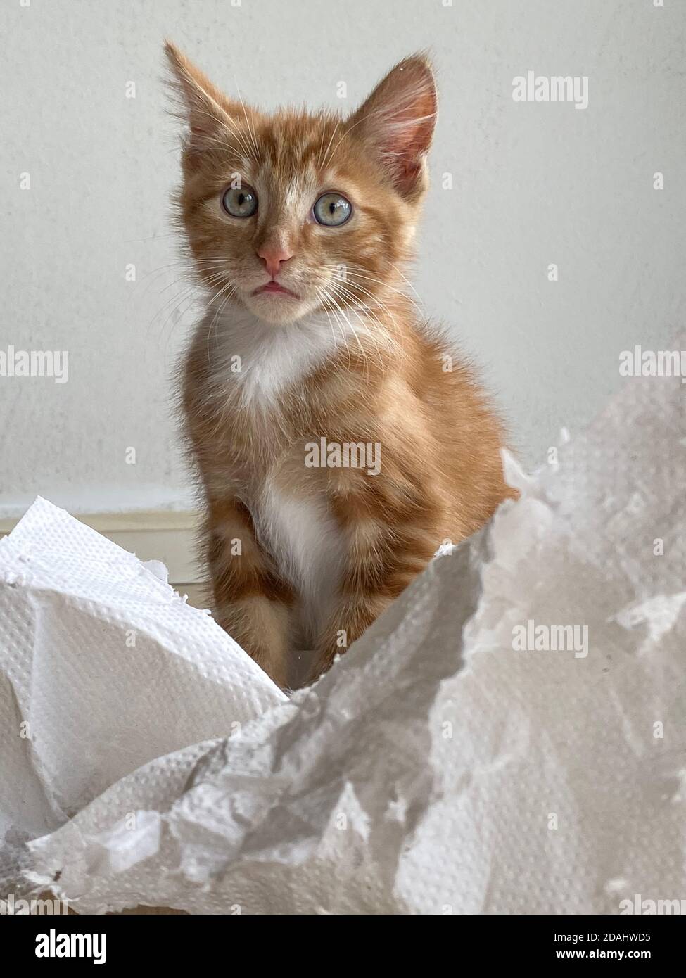 Ginger Kitten, mixed-breed cat, playing with soft white paper Stock ...