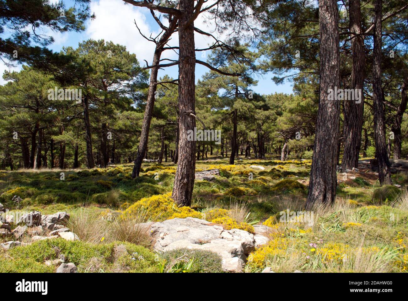 coniferous forest vegetation of the island of Rhodes in Greece Stock ...