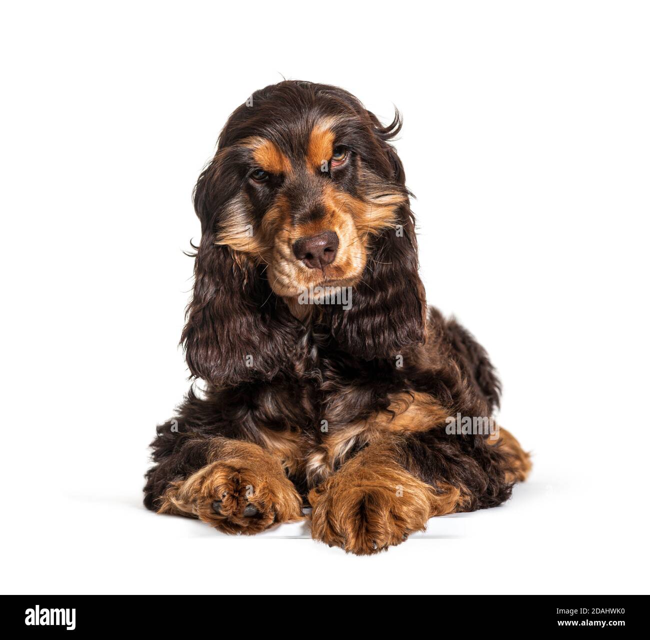 Lying Brown English cocker spaniel dog isolated on white Stock Photo ...