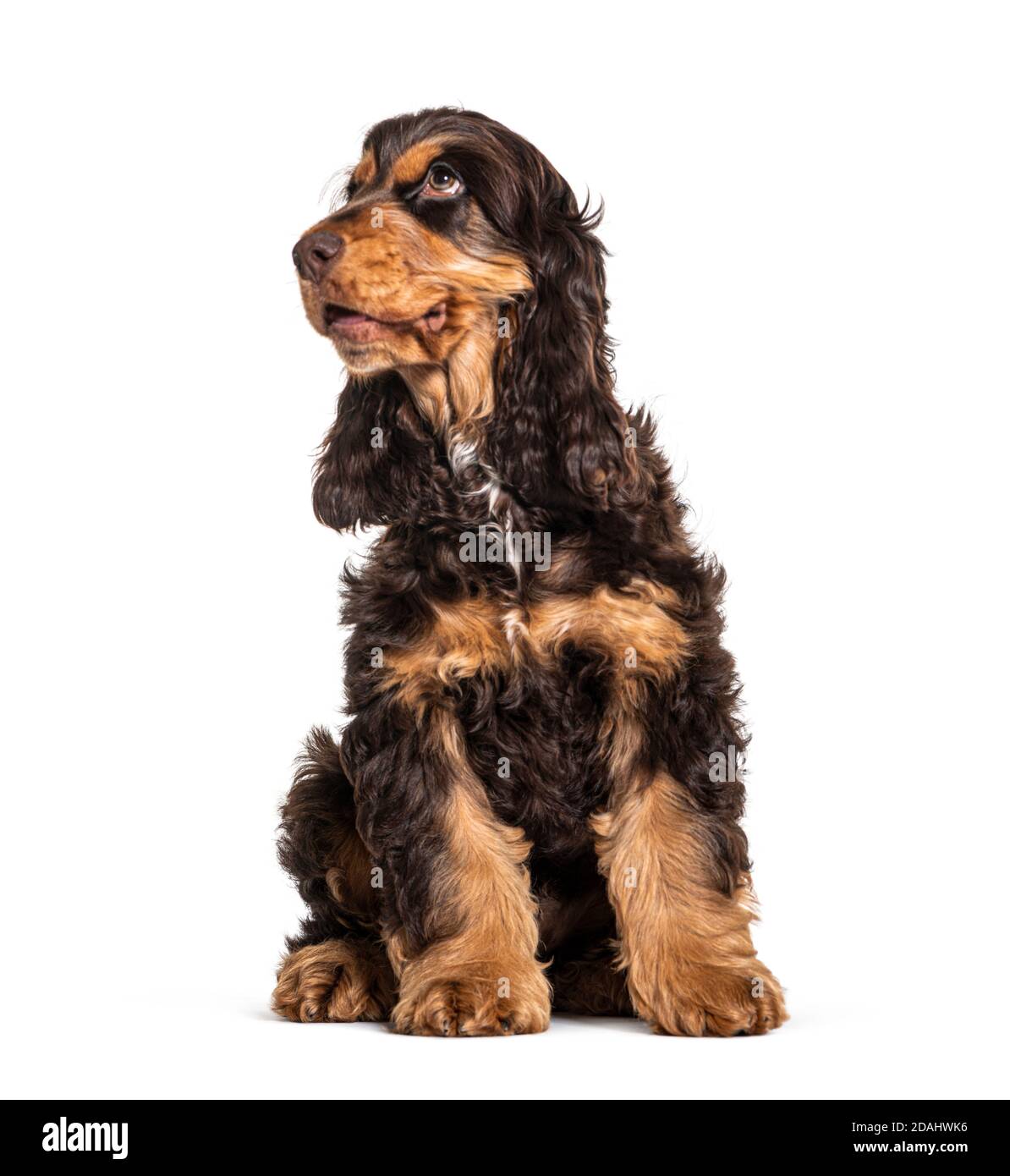Brown English cocker spaniel dog isolated on white Stock Photo - Alamy