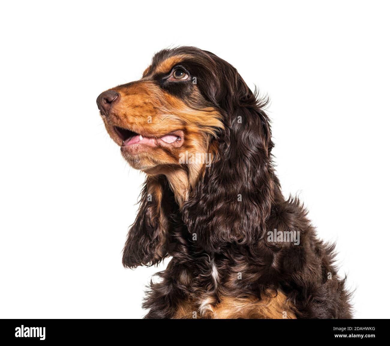 Brown English cocker spaniel dog isolated on white Stock Photo - Alamy