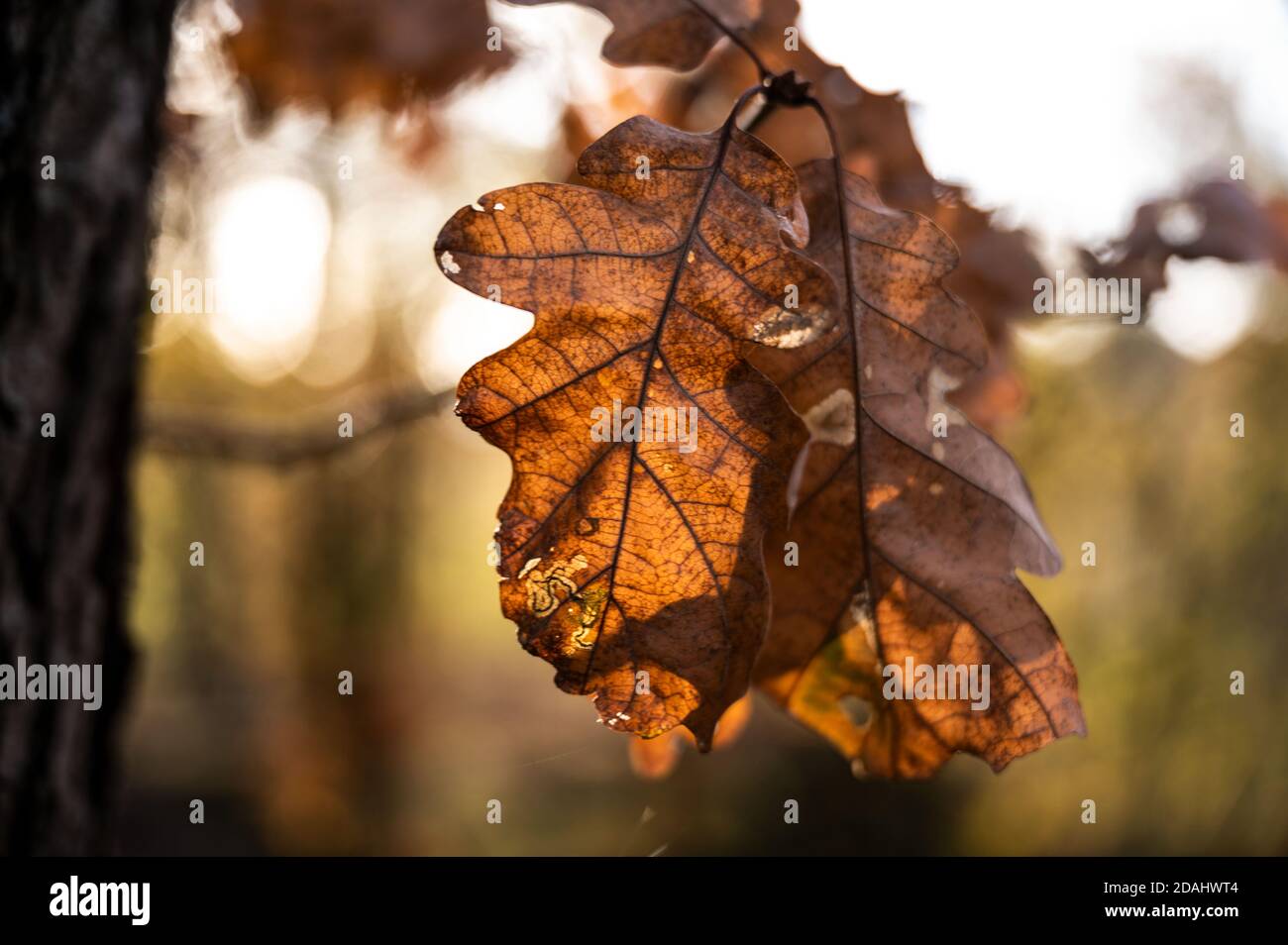 Bakers grove hi-res stock photography and images - Alamy
