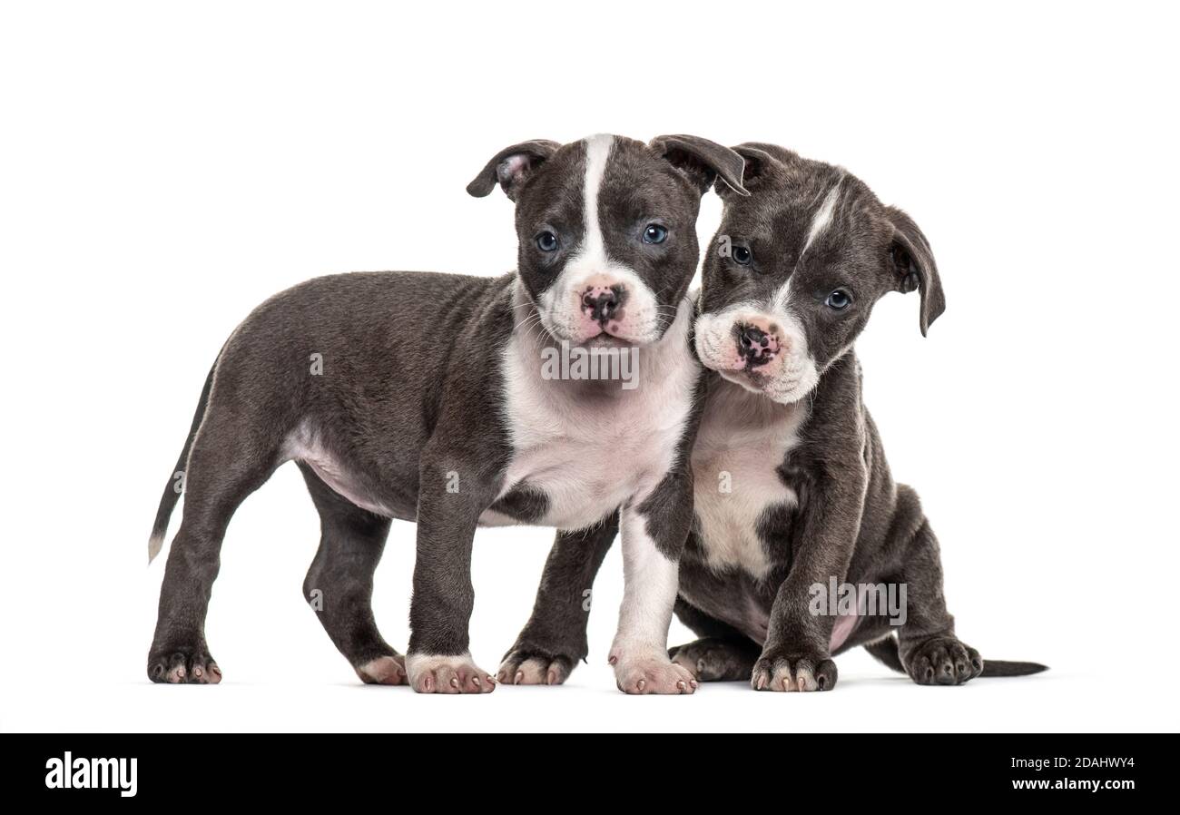 Two Young puppies American Bully isolated on white Stock Photo - Alamy