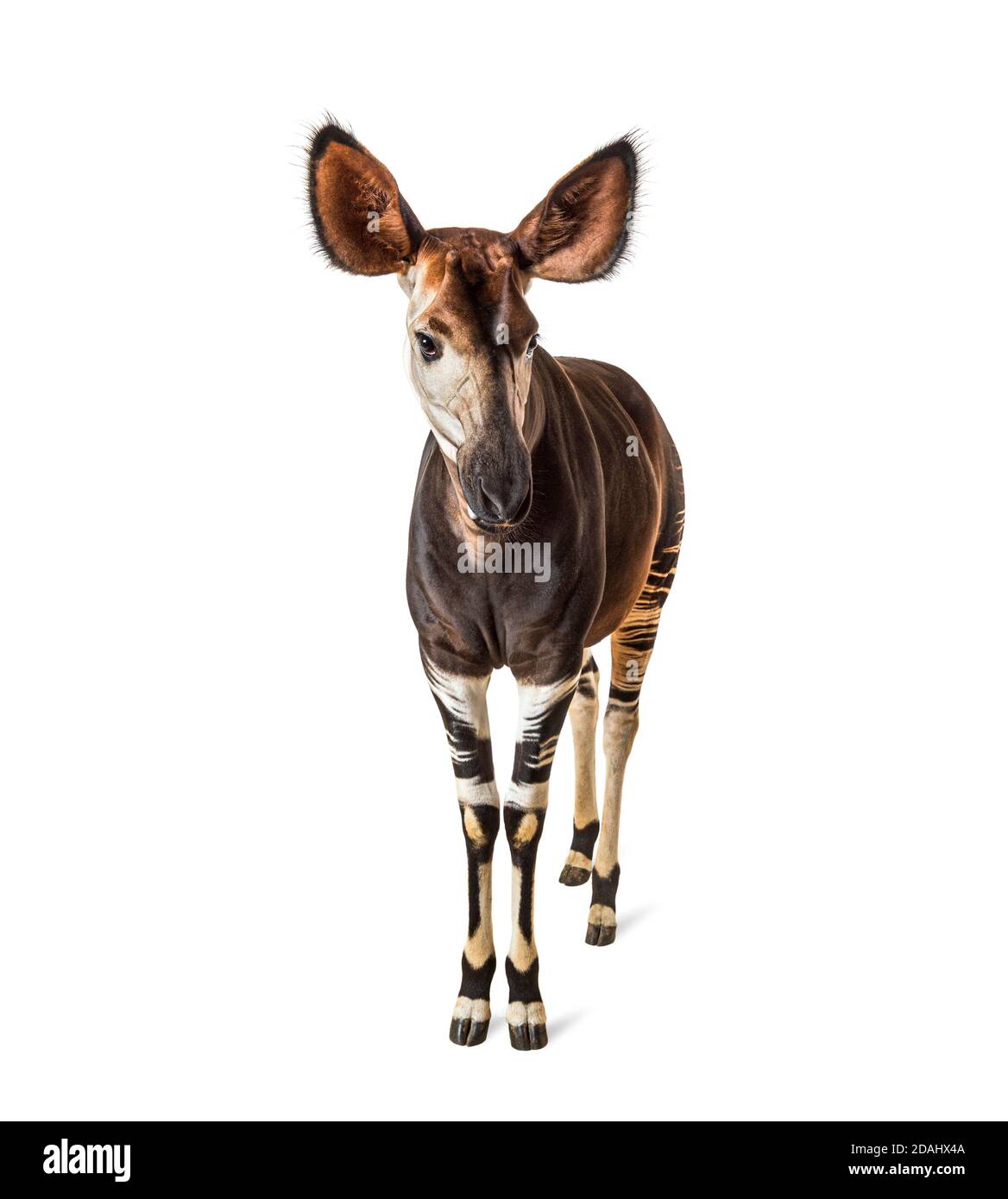 Okapi, Okapia johnstoni, isolated on white Stock Photo - Alamy