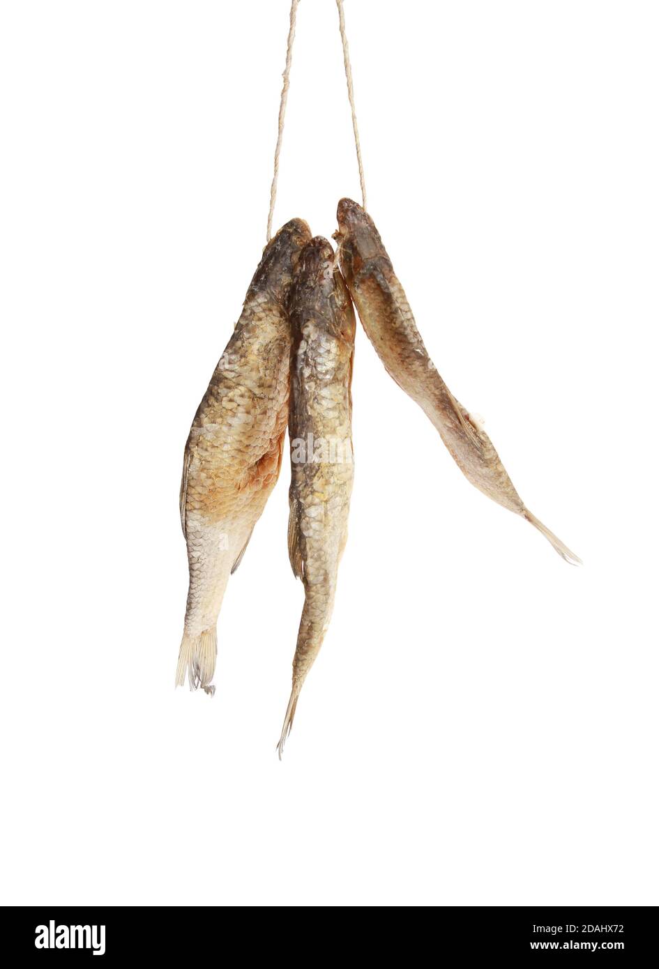 Vertical shot of dried fish hanging on a string isolated on a white ...